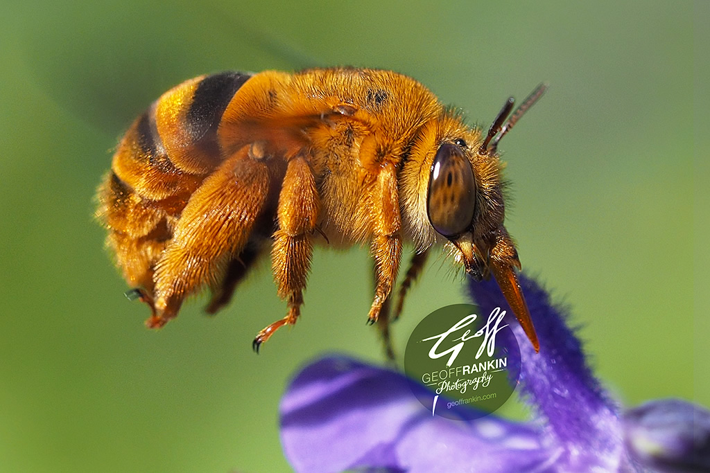 Macro Photography // Geoff Rankin: photography, graphic design, music, writing, illustration ...